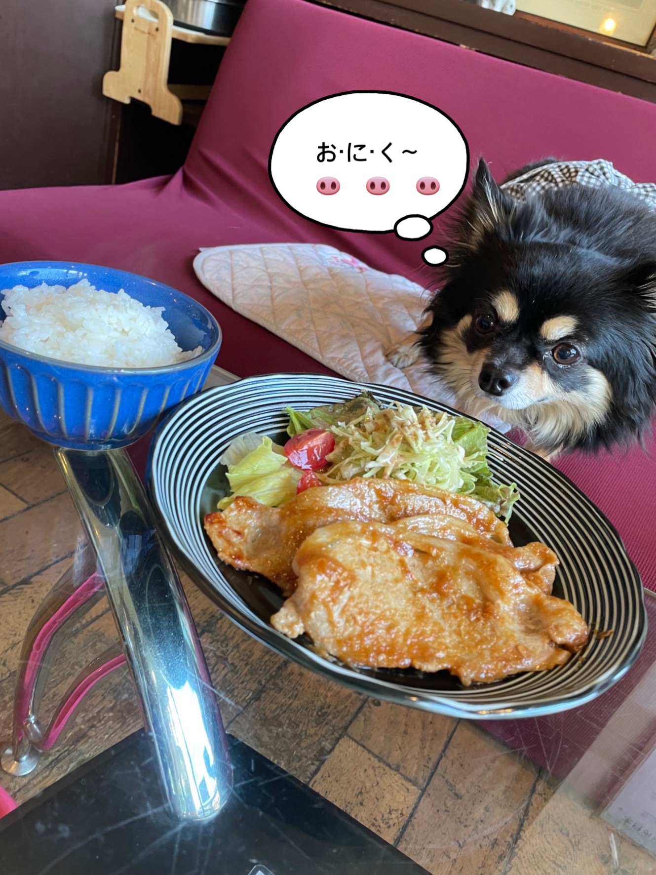 doccaで犬連れランチ♪/埼玉県所沢市 | わんこと一緒